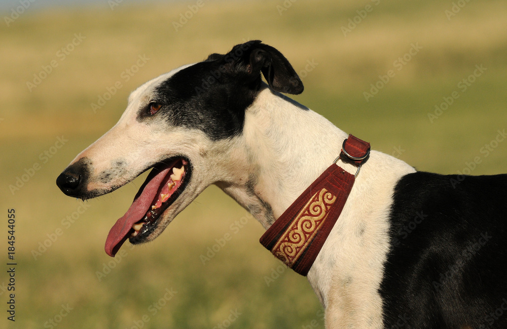 galgo blanco y negro Stock Photo | Adobe Stock