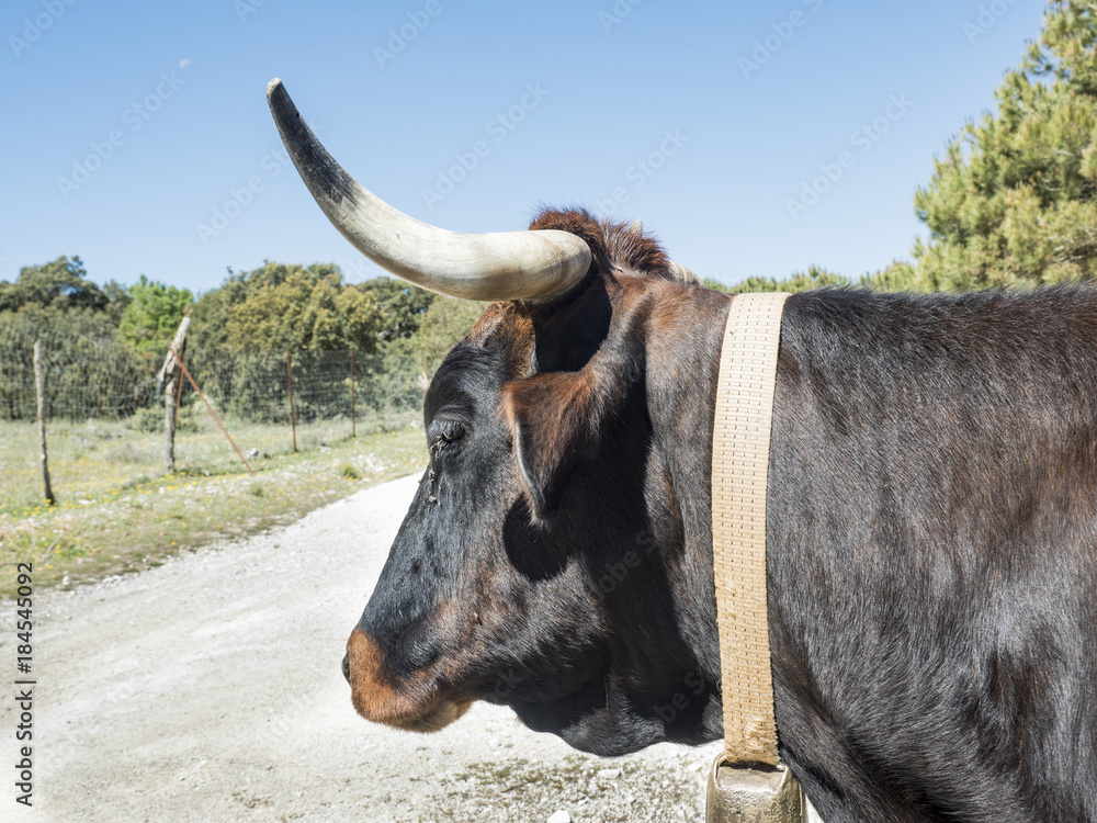 retrato de una cabeza de toro con cuernos largos en el campo con moscas ...