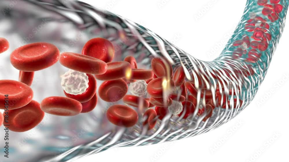 Blood flow, red blood cells and leukocytes moving along blood vessel ... Blood flow, red blood cells and leukocytes moving along blood vessel ...