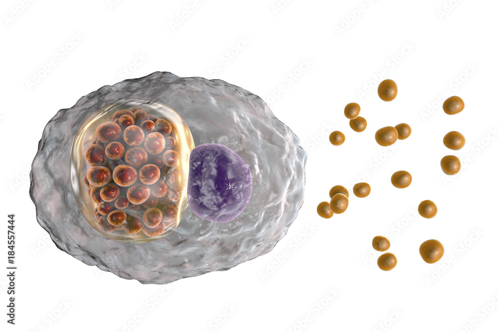 Chlamydophila psittaci, bacteria that cause infection aquired from ...