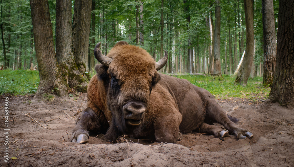 Russian Bison