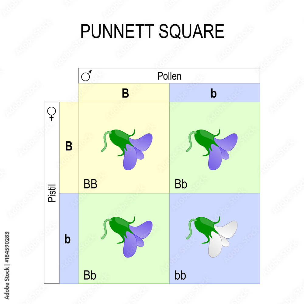 Punnett square. genetics Stock Vector | Adobe Stock