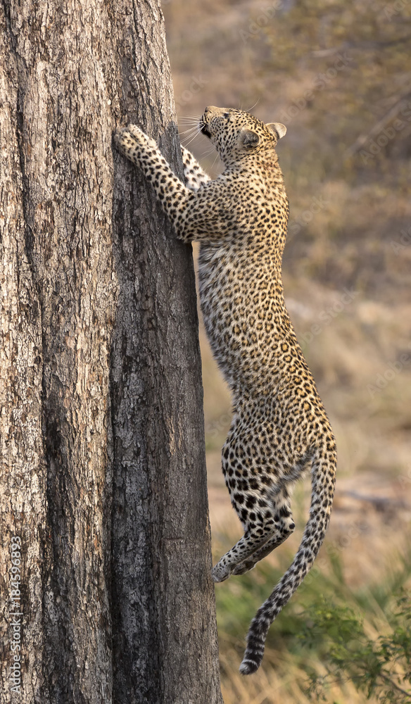 Jaguar Climbing Up A Tree