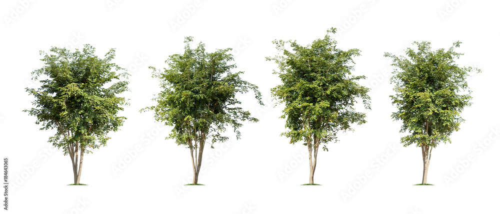 Collection of trees isolated on white background high resolution for ...