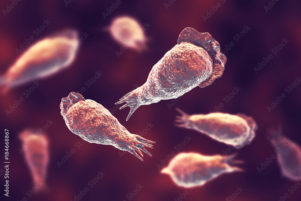Brain-eating amoeba infection, naegleriasis. Trophozite, infectious ...