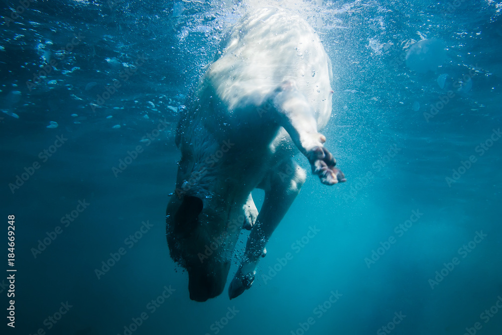 Labrador puppy in swimming sea has fun - dog jump and dive underwater ...