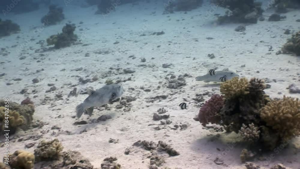 Giant puffer fish Arothron stellatus Tetraodontidae underwater of Shaab ...