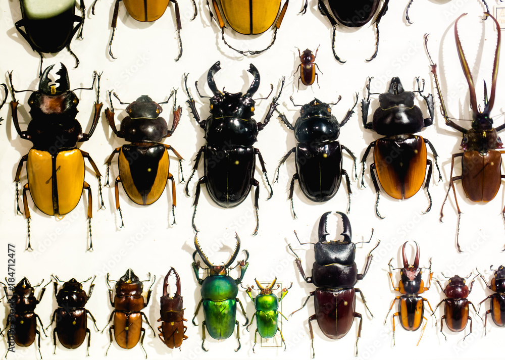 Collection of beetle with pins. Insect collection of entomologist. A ...