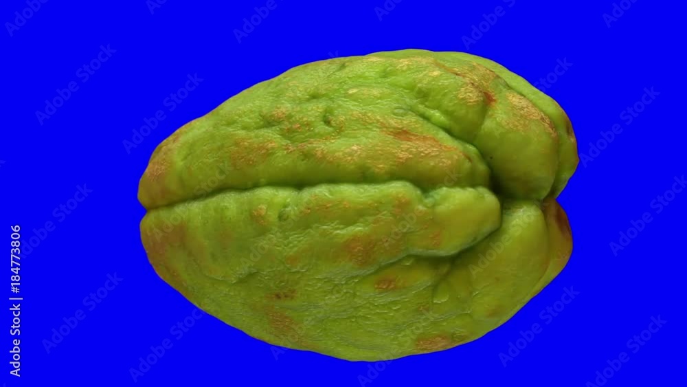 Realistic render of a rotating chayote on blue background. The video is ...