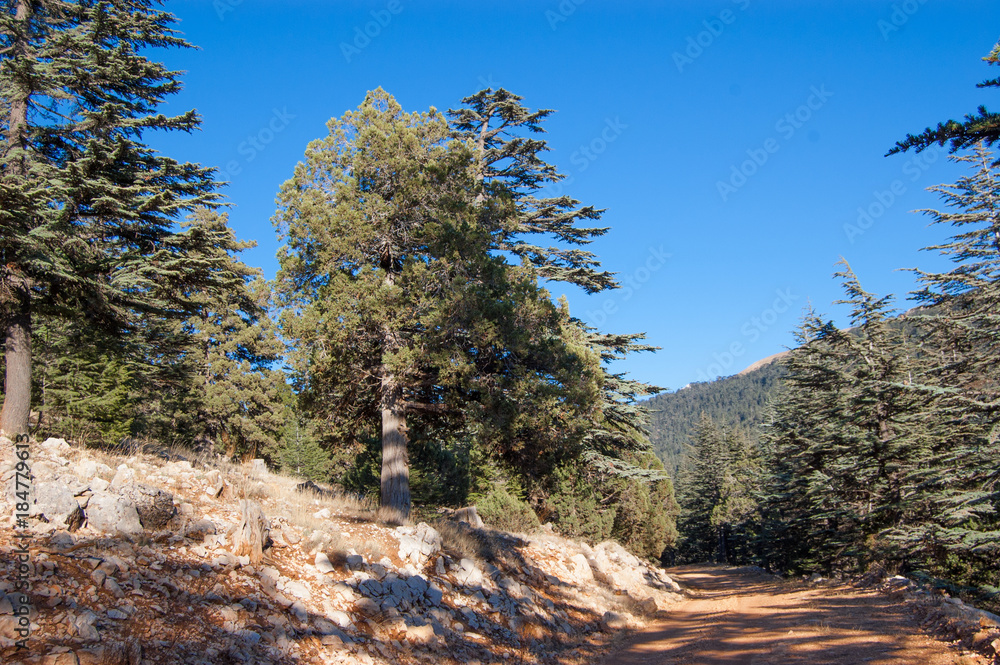 Cedrus. Atlas cedar needles Cedrus atlantica . Another scientific name ...