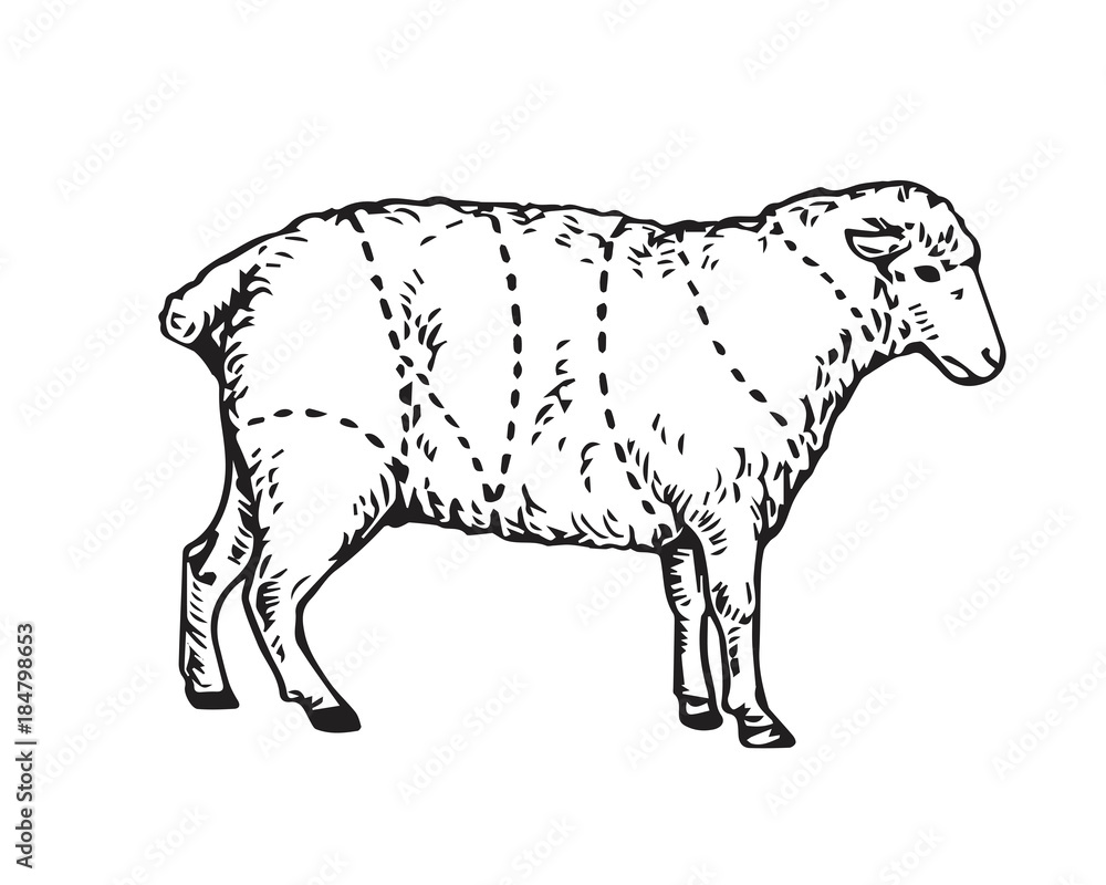 Vintage Hand Drawing Lamb Meat Butcher Cut Part Sketch Stock Vector ...