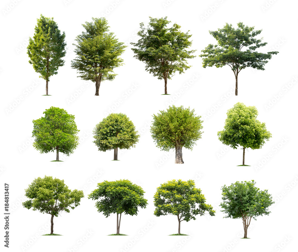 Collection of tree isolated on white background high resolution for ...
