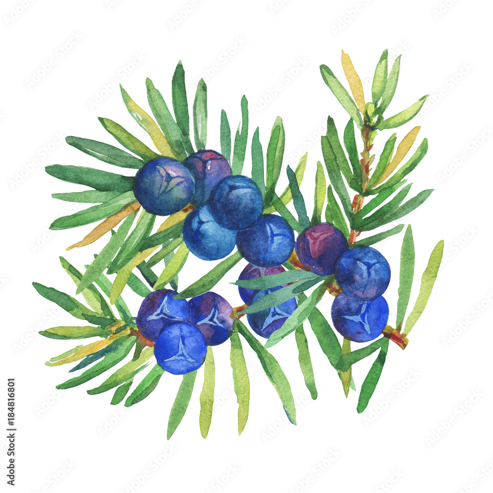 Branch of Juniper plant (Juniperus communis) with berries and leaves ...