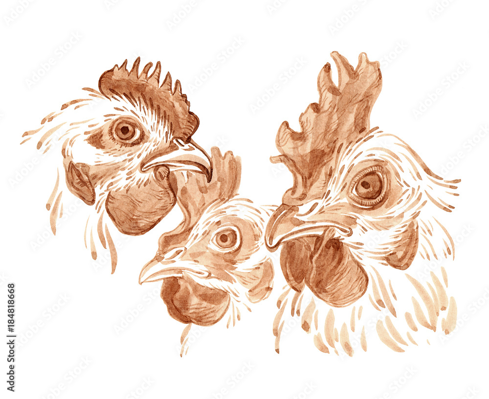 Isolated sketch of chicken heads on white background Stock Illustration ...