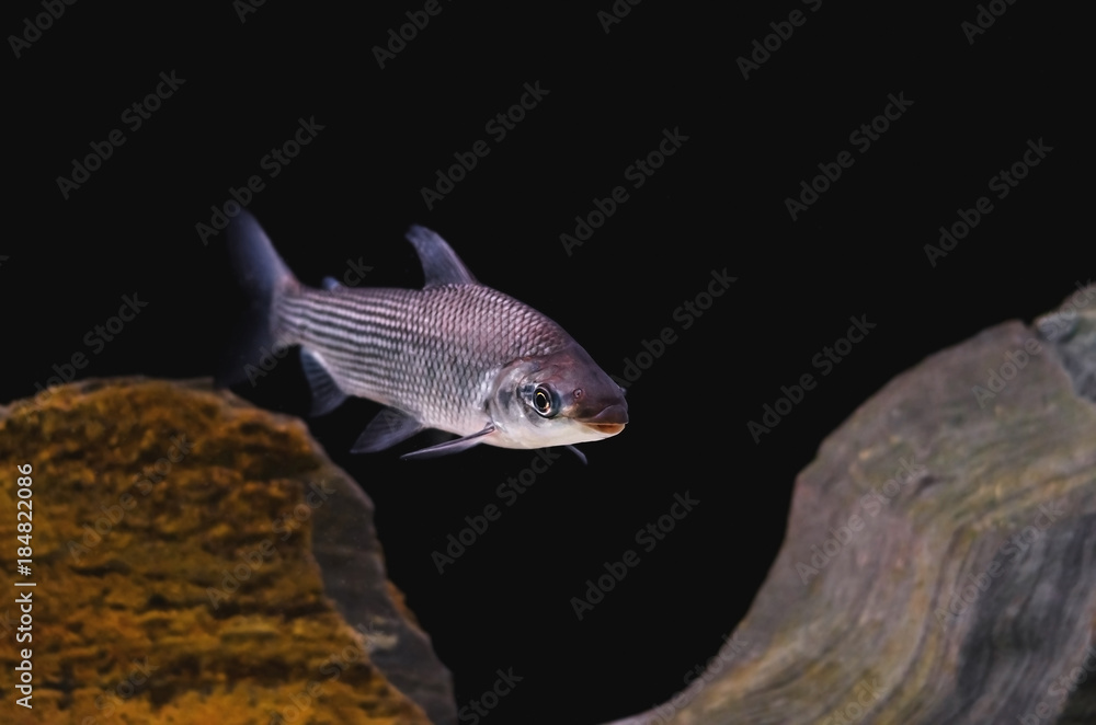Fish known as Curimbata, Prochilodus Lineatus. Fish characteristic of ...
