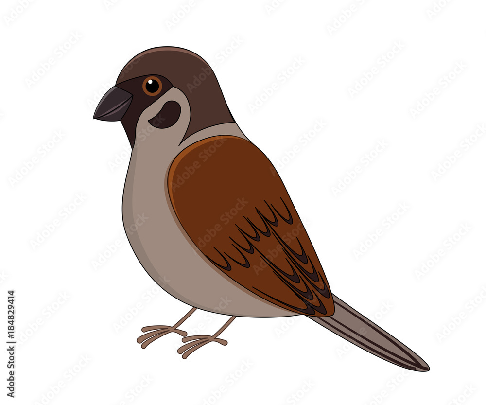 Sparrow Beak Illustration