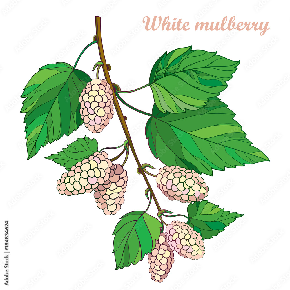 Vector branch with outline Mulberry or Morus with ripe white berry and ...