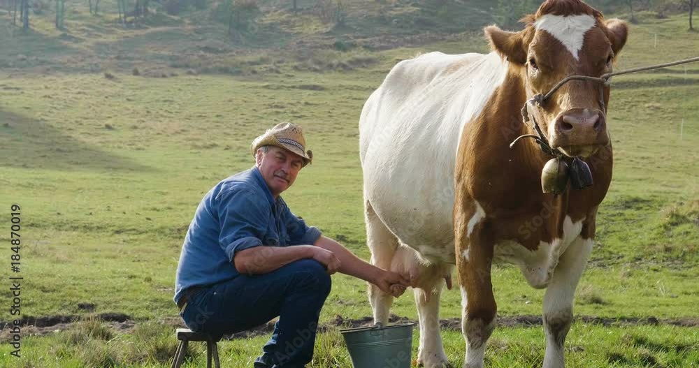 A farmer breeds and cows his cow in nature according to ancient ...