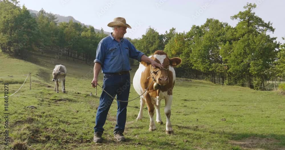 A farmer breeds and cows his cow in nature according to ancient ...