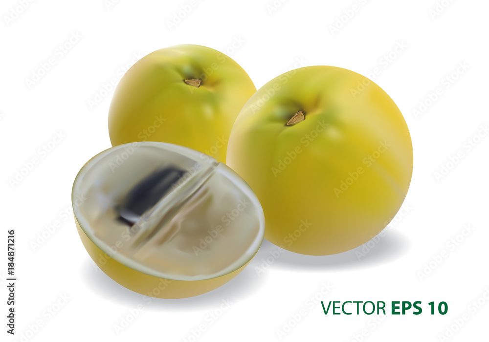 Yellow Abiu fruit on white background vector illustration. Stock ...