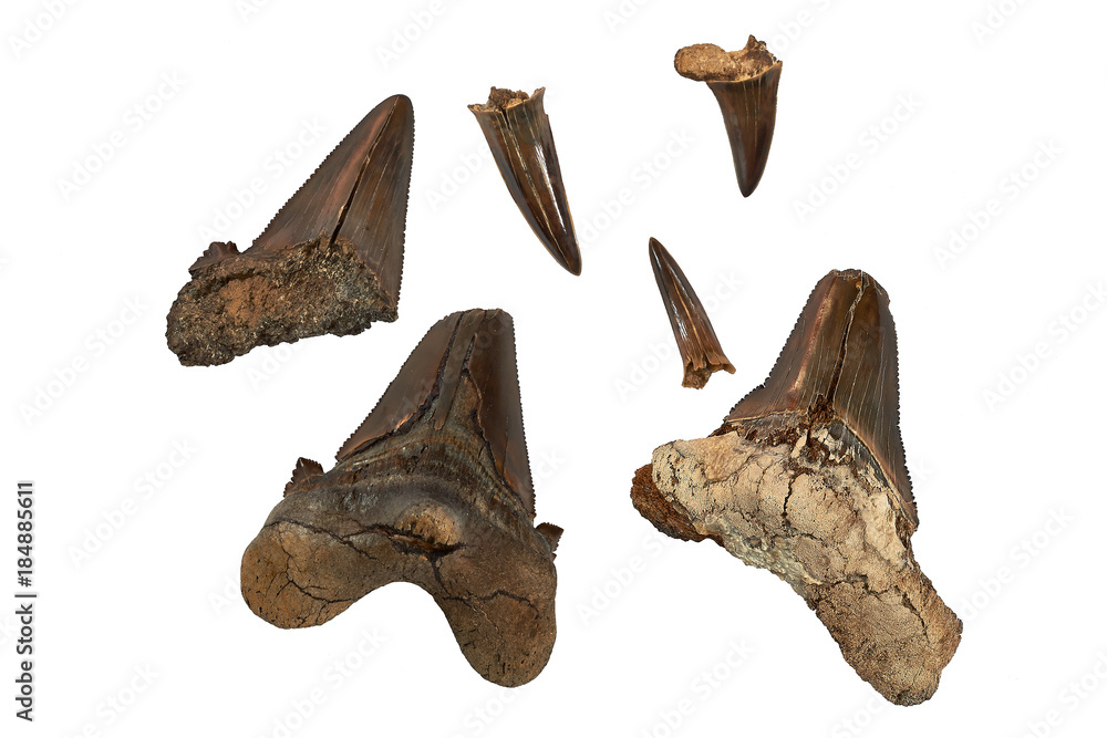 Prehistoric shark teeth. The most ancient types of sharks date back to ...