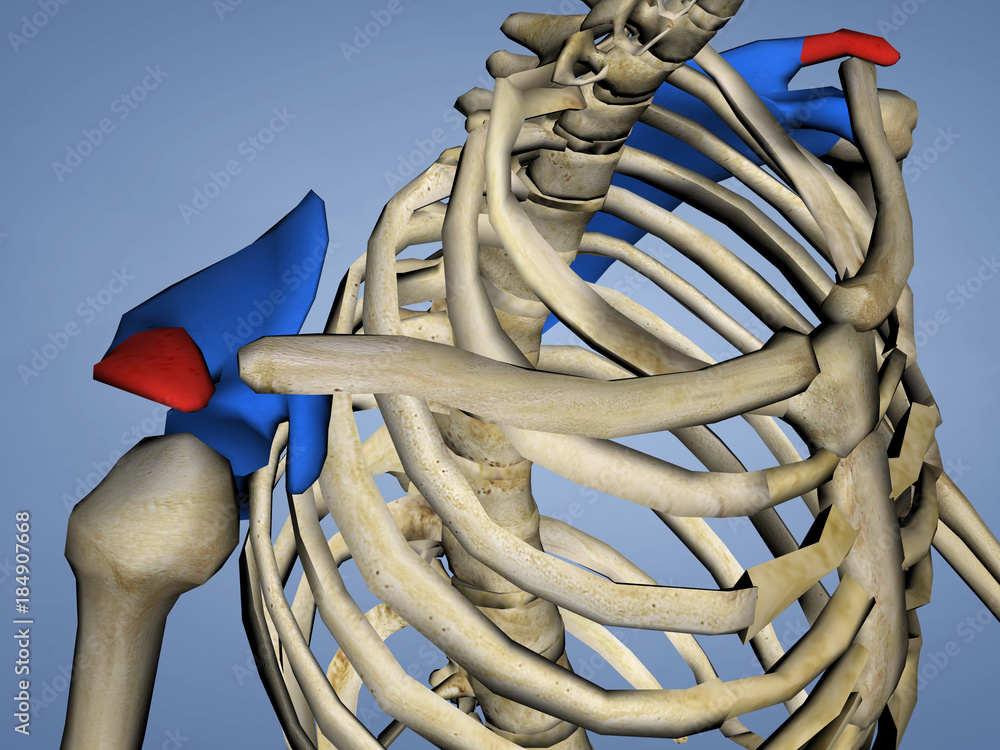 Acromion of Scapula M-SKEL-SCAPULA-ACROMION 2, 3D Model Stock ...