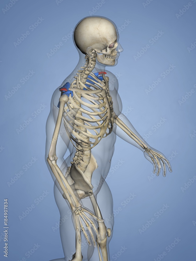 Acromion of Scapula M-SKEL-SCAPULA-ACROMION 8, 3D Model Stock ...