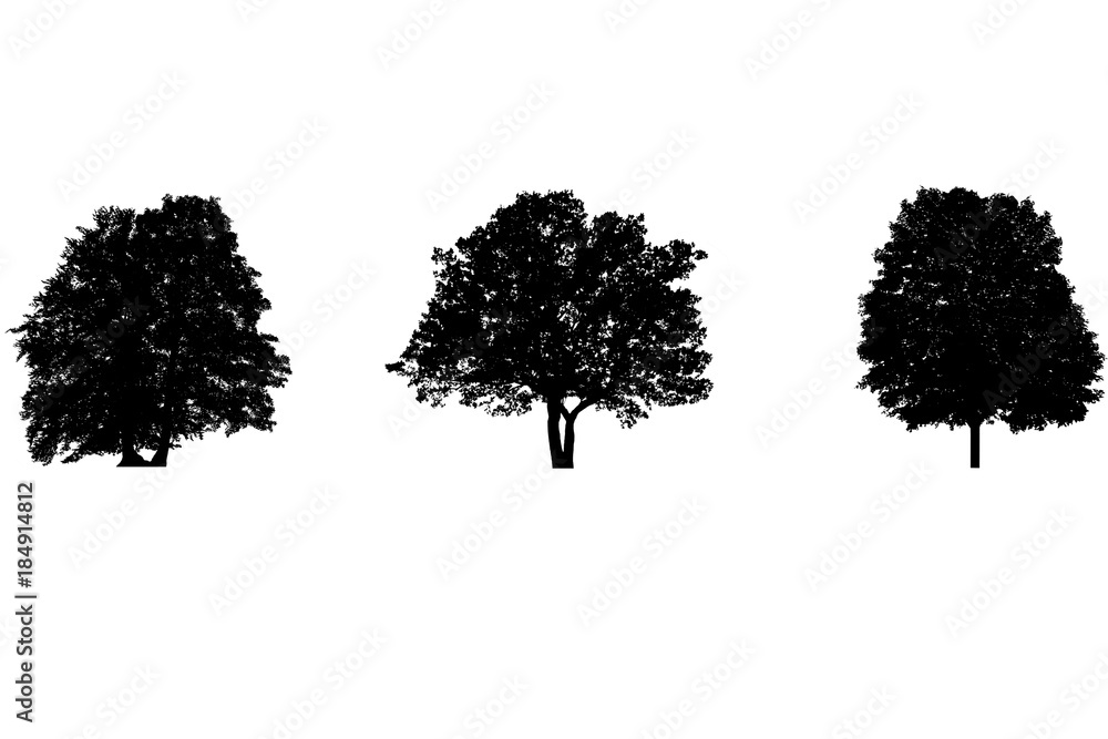 3 leafy tree silhouettes isolated on white background Stock ...