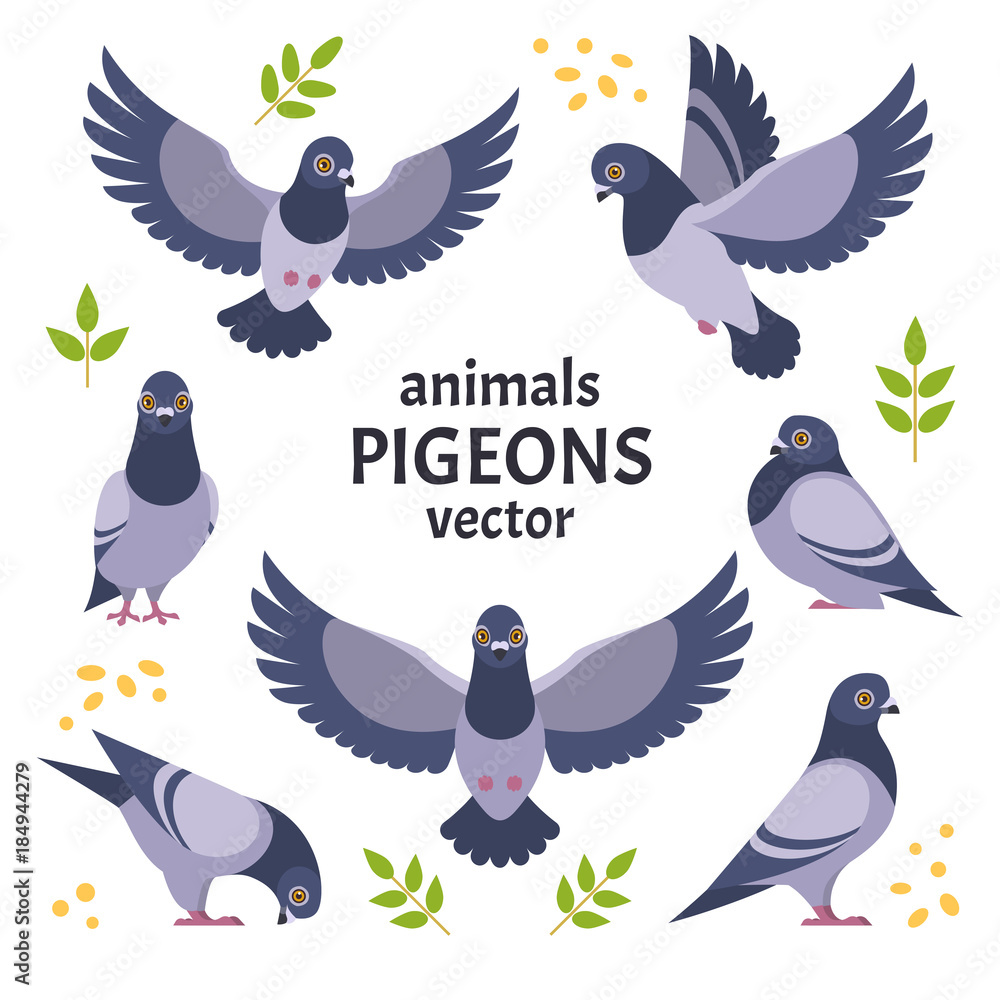 Pigeons collection. Vector illustration of grey cartoon pigeon in ...
