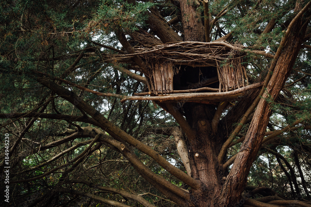 Handmade owl house in a tree Stock Photo | Adobe Stock
