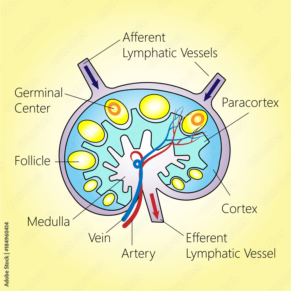 Bean-shaped lymph node structure, vector medical illustration Stock ... Bean-shaped lymph node structure, vector medical illustration Stock ...