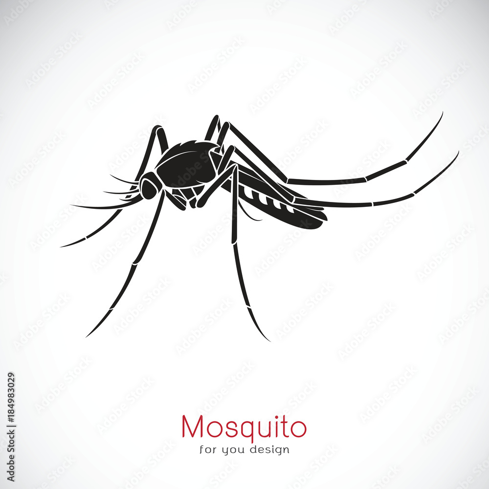 Vector of a Mosquito design on white background. Insect. Animal. Stock ...