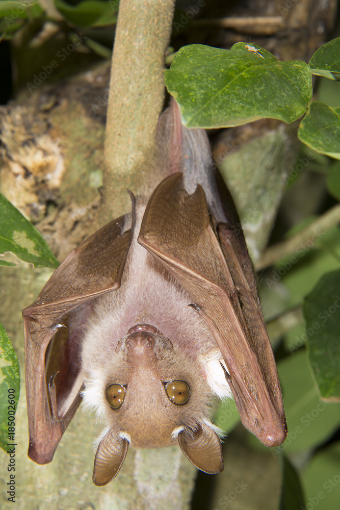 Dwarf Epauletted Fruit Bat