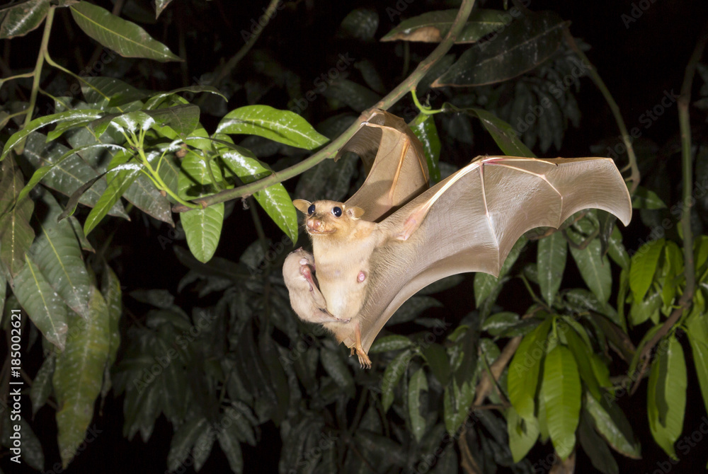 Female Gambian epauletted fruit bat (Epomophorus gambianus) flying with ...