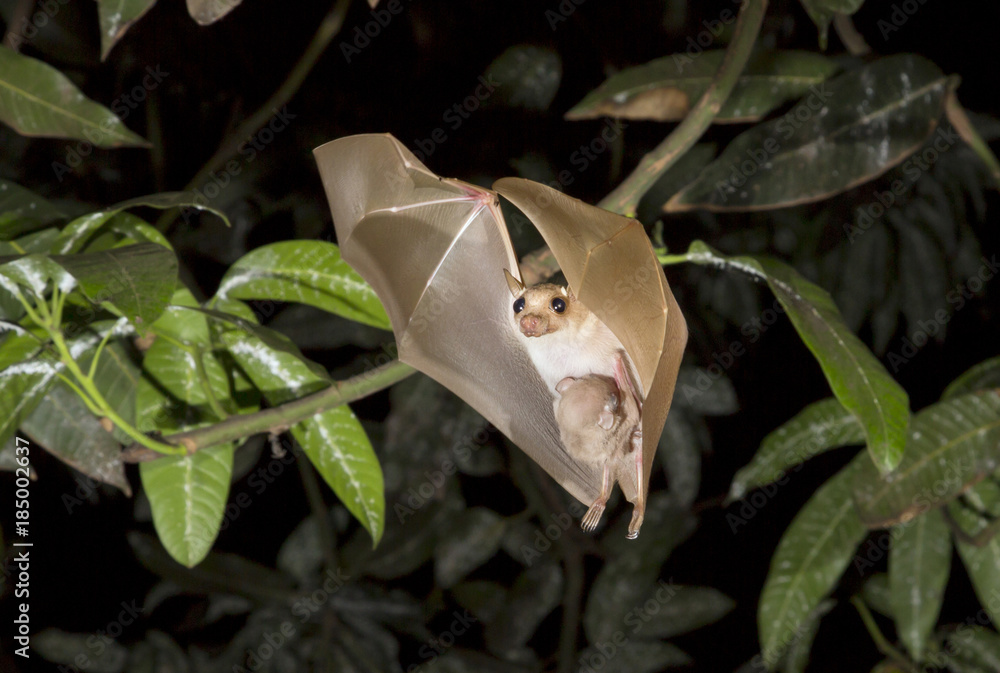 Dwarf Epauletted Fruit Bat