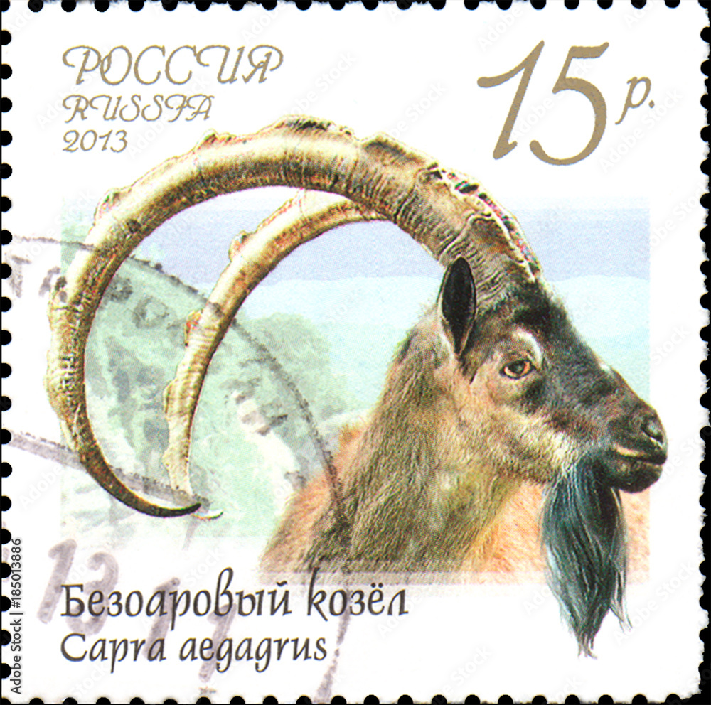 RUSSIA - CIRCA 2013: Postage stamp, printed in Russia, shows bezoar ...
