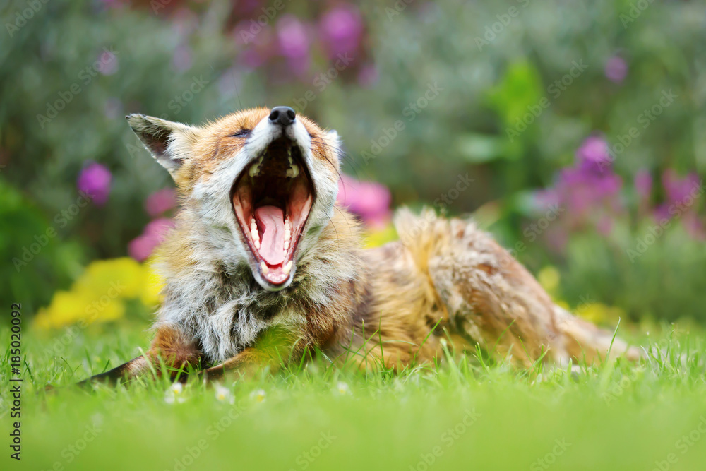 Red fox lying and yawning on the grass in the back garden in a suburb ...