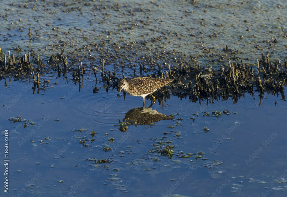 Piro piro, hypoleucos Tringa, reflecting on a pond Stock Photo | Adobe ...