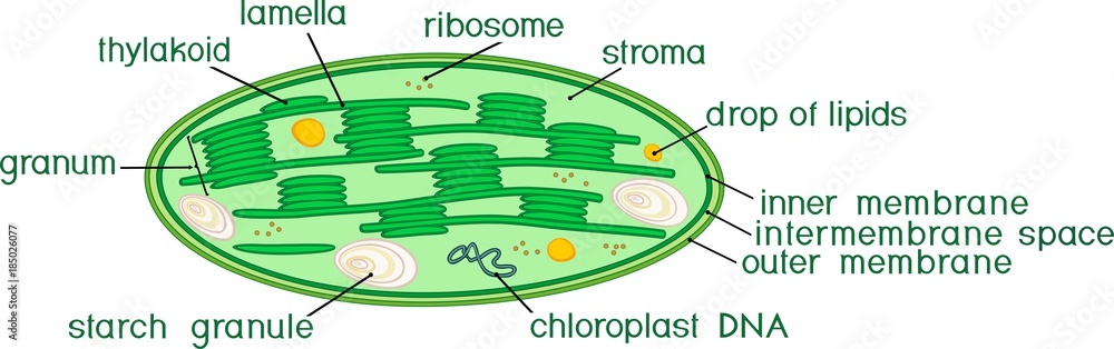 Chloroplast Structure