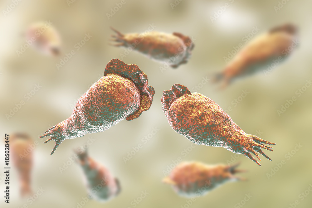 Brain-eating amoeba infection, naegleriasis. Trophozite, infectious ...