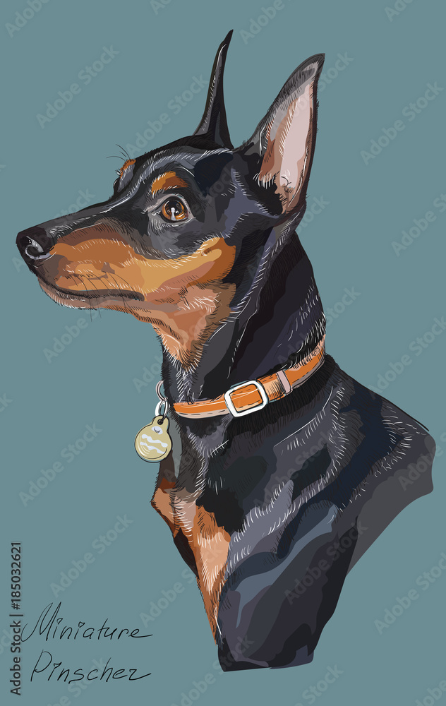 Miniature Pinscher colorful vector hand drawing portrait Stock Vector ...