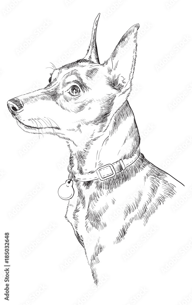Miniature Pinscher vector hand drawing portrait Stock Vector | Adobe Stock