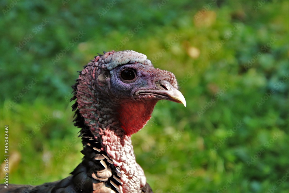 Truthahn Vogel Symbol Png