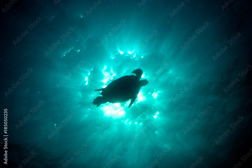 Epic underwater photo of a green sea turtle silhouette against the sun ...