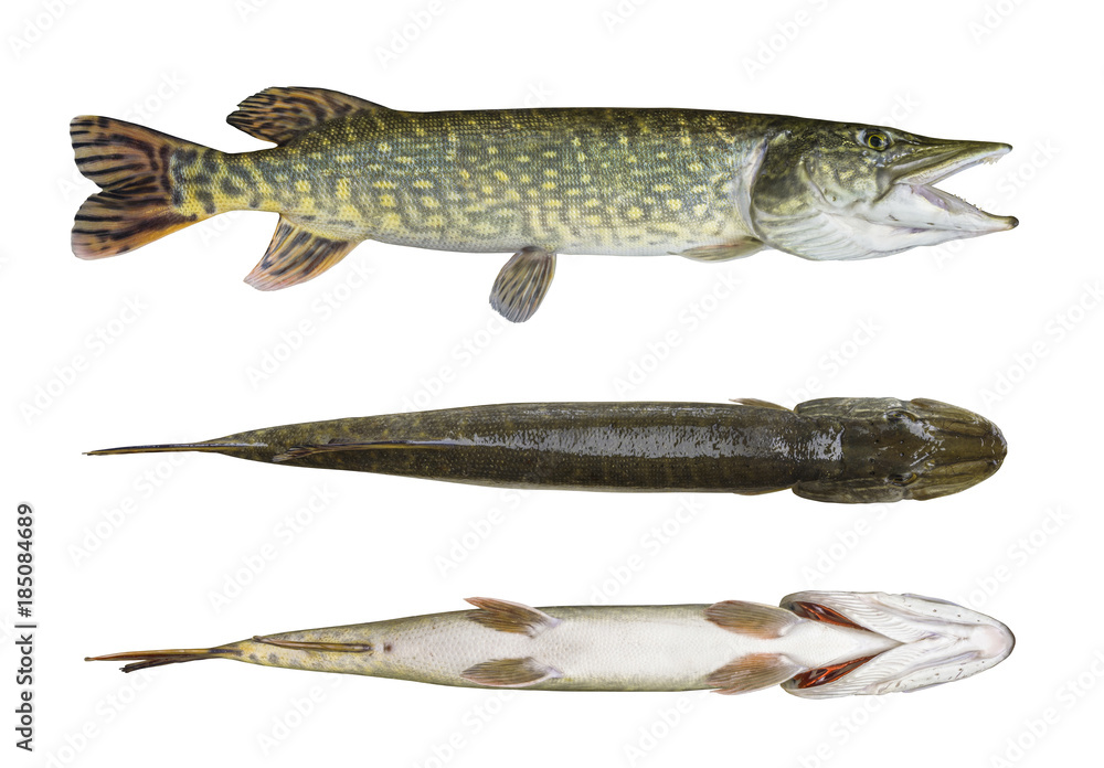 Close-up Pike fish isolated on white background. View from top and ...