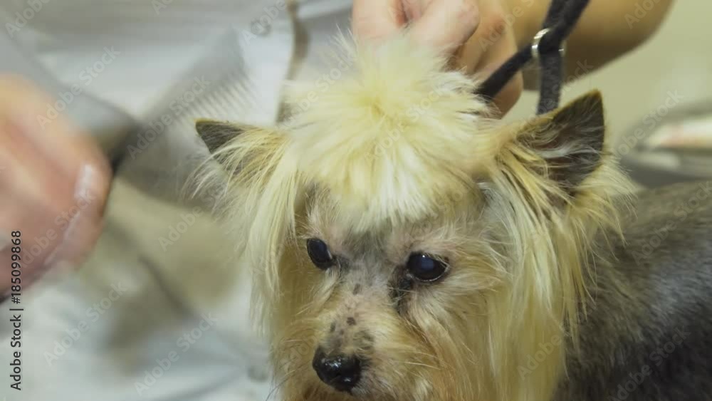 Pet grooming salon. Grooming a little dog in pet grooming, hairdressing ...