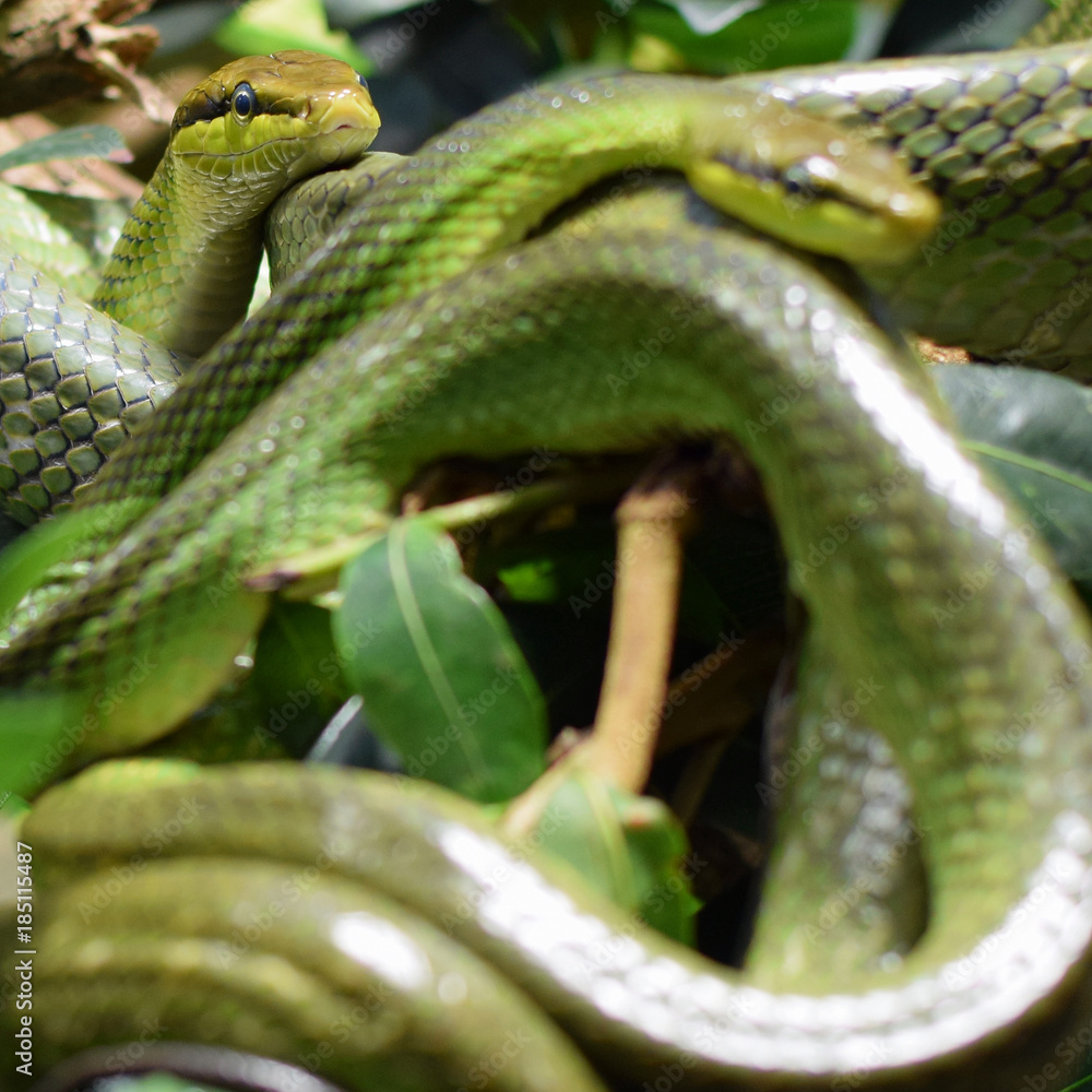 Two green snakes: red-tailed green ratsnake (Gonyosoma oxycephalum ...