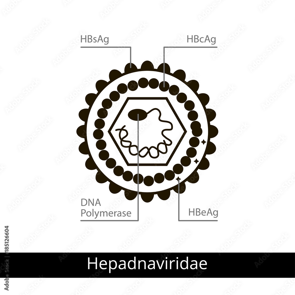Hepadnaviridae. Classification of viruses. Stock Vector | Adobe Stock