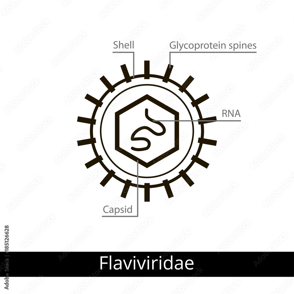 Flaviviridae. Classification of viruses. Stock Vector | Adobe Stock