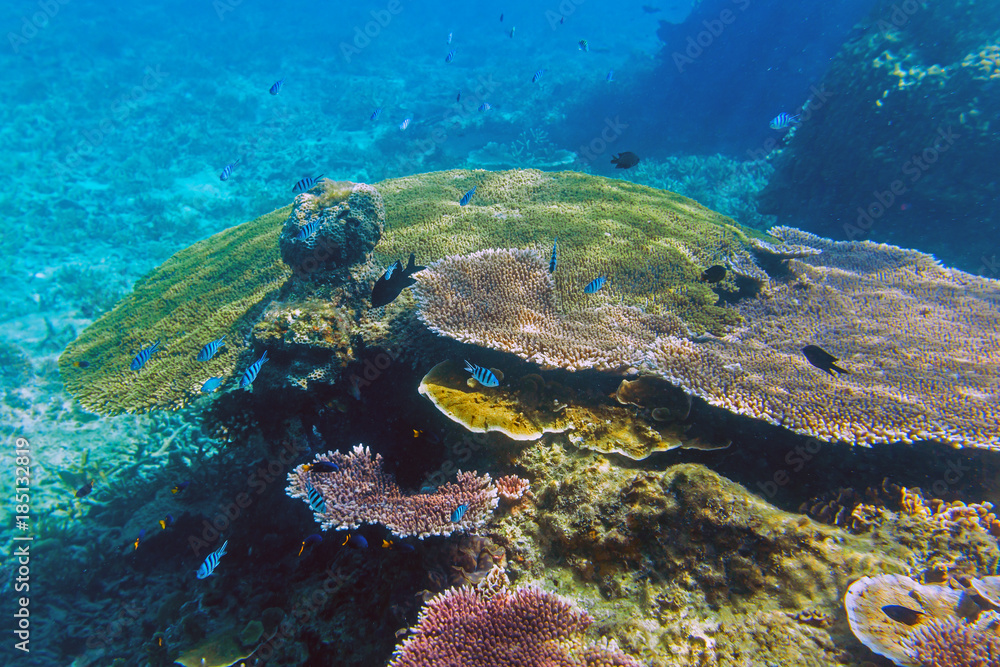 The sunlit coral reef in lagoon of South China sea near Redang island ...